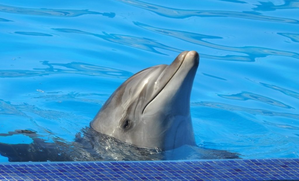 Agadir Dolphin World Tour - Taghazout Experience