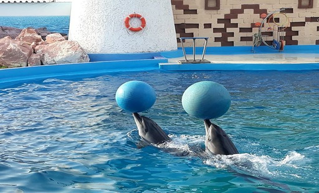 Agadir Dolphin World Tour - Taghazout Experience